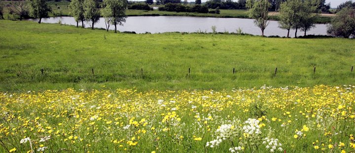 Brede Kijk op de Dijk: de multifunctionele, veilige en bloemrijke dijk ...