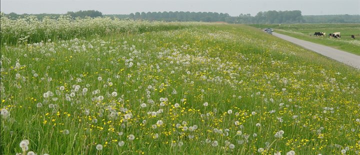 Biodiversiteit - Vallei en Veluwe